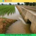 Waterlogging: A Complete Guide To Negative Effects Of Waterlogging
