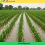 Waterlogging: A Complete Guide To Negative Effects Of Waterlogging